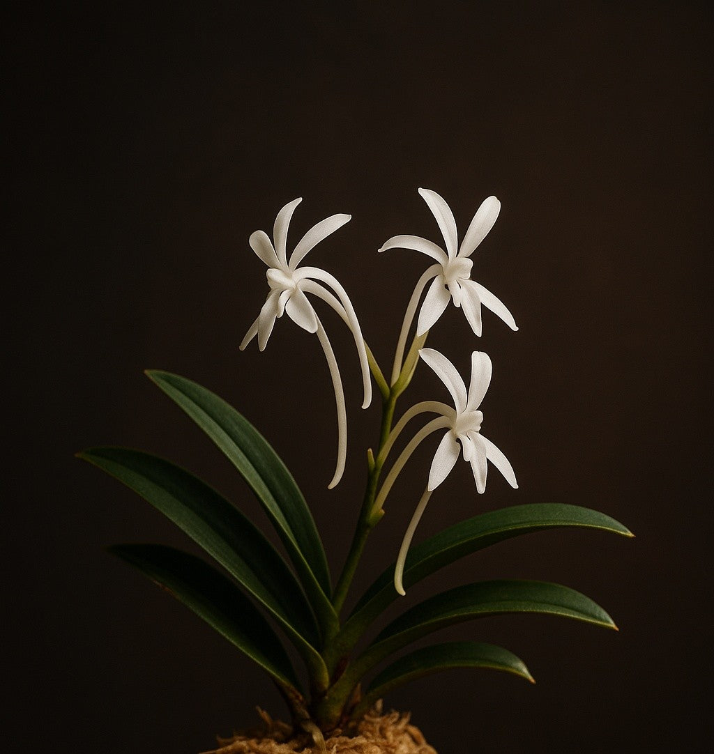 Fragrant miniature orchids