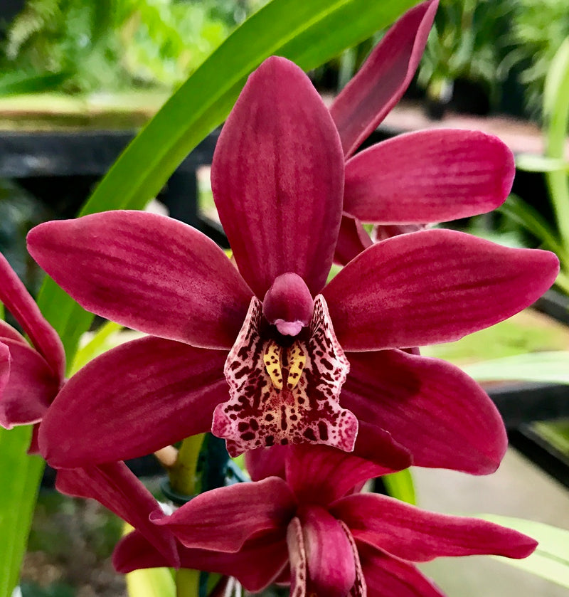 Cymbidium Strathdon "Chailey Red" HCC/AOS (Big Plant)