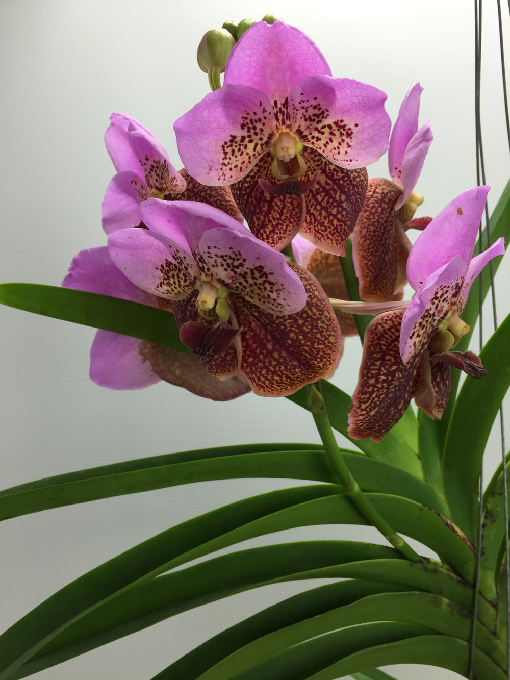 Vanda